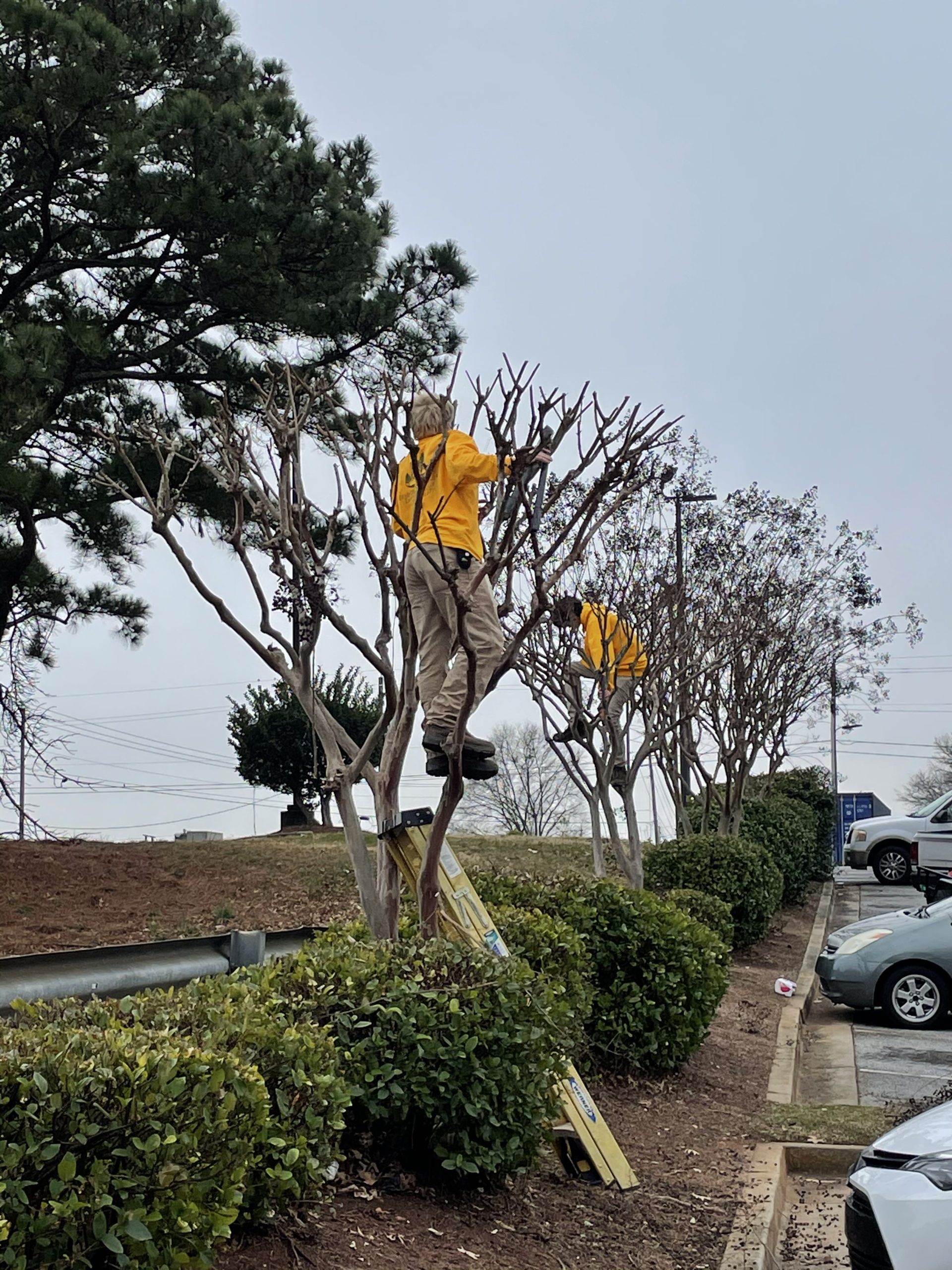 Tree Services – Benson Lawns